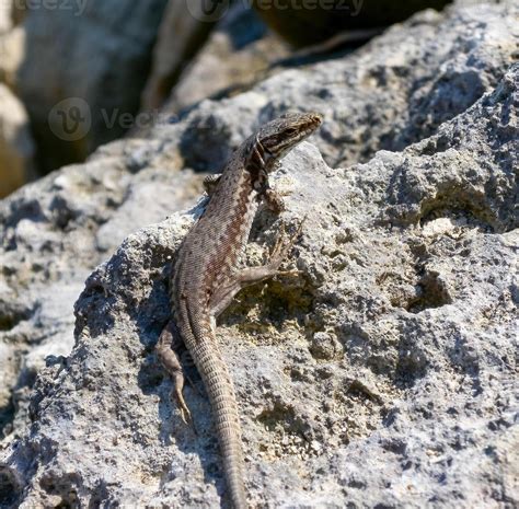 The Filfola Lizard Podarcis Filfolensis Basking In The Sun On The Rocks