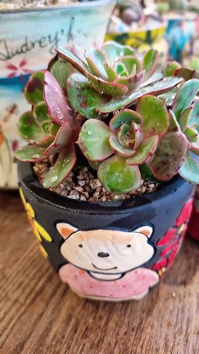 토마루분레드환타지자연군생즐거운다육구매문의010 8388 2629양산 꽃담다육카페예쁜다육화분 할인판매매장방문 환영합니다~♡ Youtube