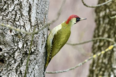 Grünspecht Picus Viridis Foto And Bild Tiere Wildlife Wild Lebende