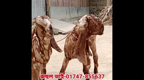 রুহুল ভাই এর নতুন কালেকশন। ক্রস জাতের কালার ফুল বাচ্চা ছাগল। Goat তোতাপুরি ছাগল Youtube