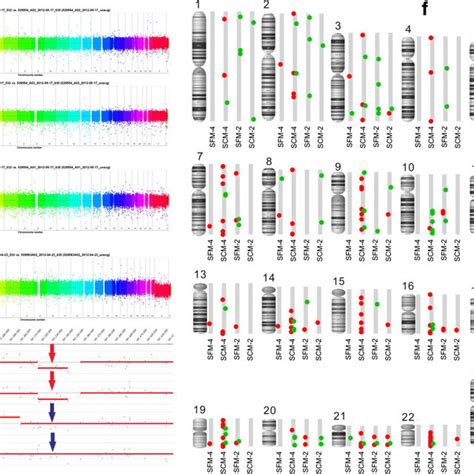 array based comparative genomic hybridization analysis of human