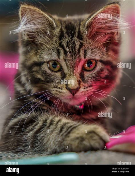 Posant Chaton Banque De Photographies Et Dimages à Haute Résolution