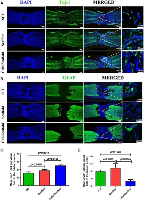 期刊速递 海藻酸钠 明胶3d生物打印支架联合神经干细胞和少突胶质细胞促进脊髓损伤后的神经再生 康沃先进制造