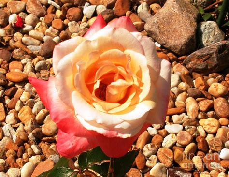 Taboo Rose Photograph By Alys Caviness Gober Pixels