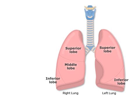 The Left Lung Has How Many Lobes