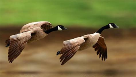 Bird Identification Flashcards Quizlet