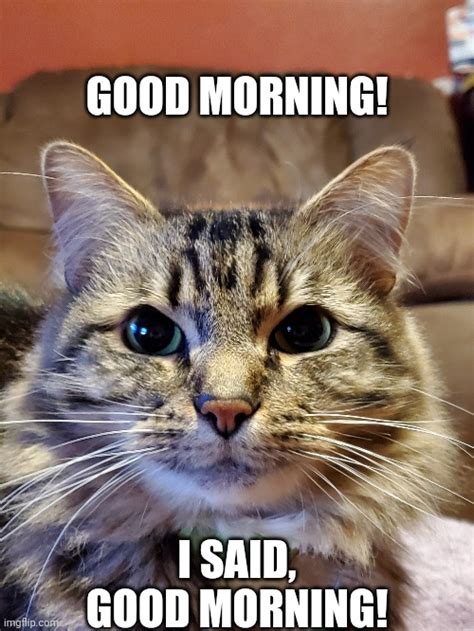 Good Morning Cat Meme Morning Cat S Find And Share On Giphy