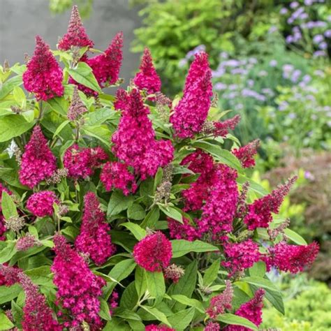 Buddleia Shrubs For Sale Buy Buddleia Plants Uk Delivery