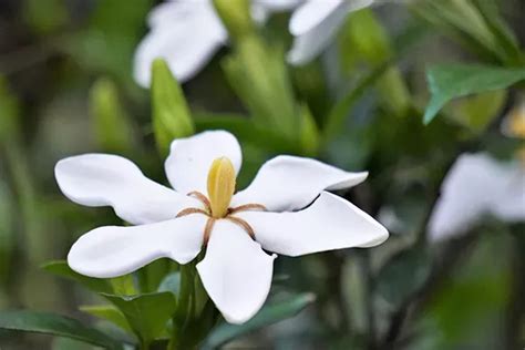 クチナシの育て方花の特徴と管理のコツ