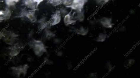 Barnacle Nauplius Larvae Stock Video Clip K0038774 Science Photo
