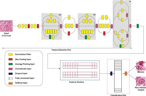Inception V3 Architecture For Mitosis Detection Download Scientific
