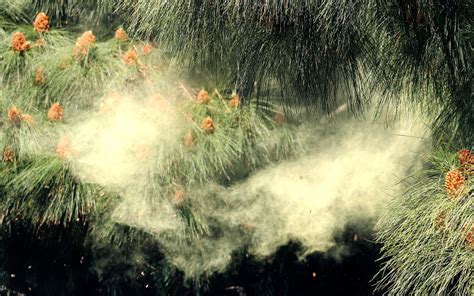 Watch A Massive Pollen Cloud Explode From Late Blooming Tree Blooming Trees Pollen Tree