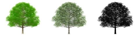 20 Different Types Of Oak Trees