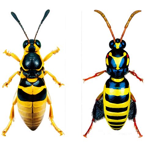Wasp Species Comparison Png 05242024 Png Image