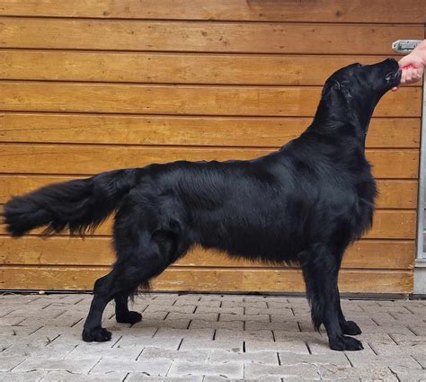 Balu