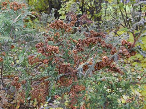 Кипарисовик горохоплодный "Плюмоза" | Атлас × Растений
