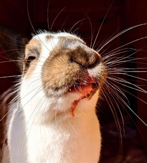 50 Memes And Jokes About Bunnies That Show Theyre Not As Sweet And