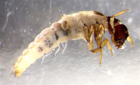 Trichoptera Larvae