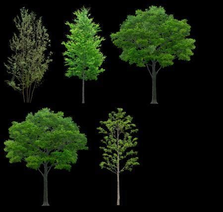 Trees Png ZIP CAD Drawing Designs CAD