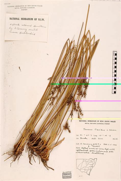 Plantnet Floraonline