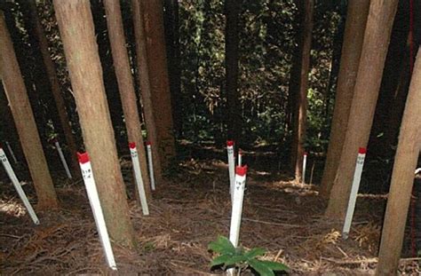 Chingum Discover Curiosities Tree Crop Circle In Japan