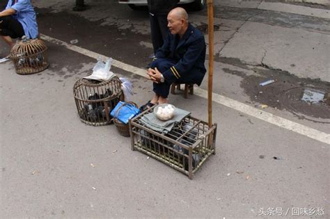 農村集市賣鴿人想靠愛好混口飯吃好難 每日頭條