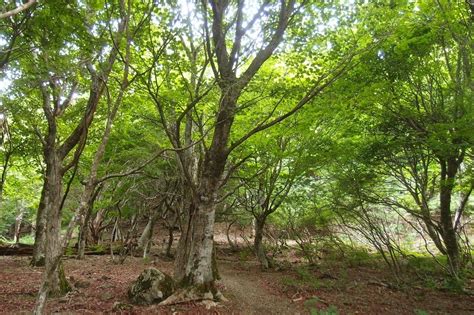 落葉樹の森 ちょっと山ぼけ