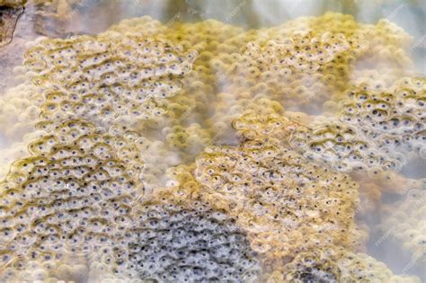 Premium Photo Frog Spawn Closeup
