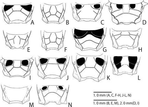 Propodeum Of Japanese Xanthopimpla Dorsal View A X Clavata Krieger Download Scientific
