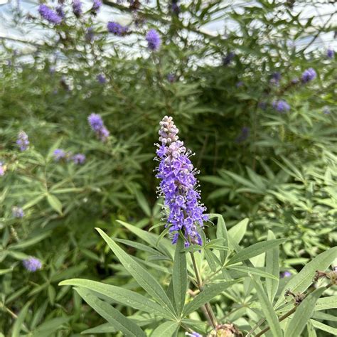 Vitex agnus-castus – Find haveplanter