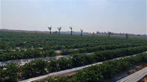 مزرعة للبيع 24 فدان في وادي النطرون طريق القاهرة اسكندرية الصحراوي