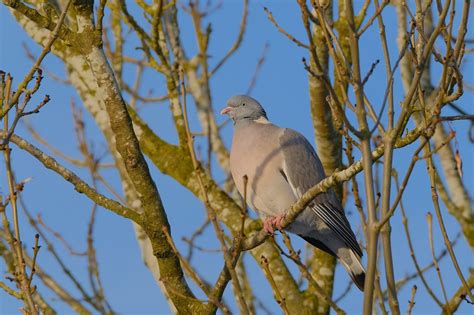 200 무료 무비 And 비둘기 이미지 Pixabay