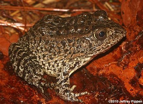 Carolina Gopher Frog Rana Capito