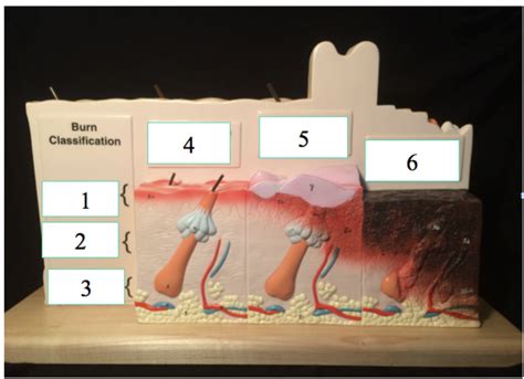 Lab Exam 1 Diagram Quizlet