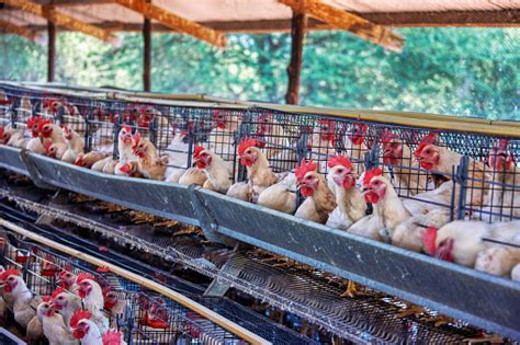 배터리 닭 케이지 산업용 가금류 상업용 계란 생산을위한 흰 병아리 농장 중소기업에 암탉을 낳습니다 0명에 대한 스톡 사진 및 기타 이미지 Istock