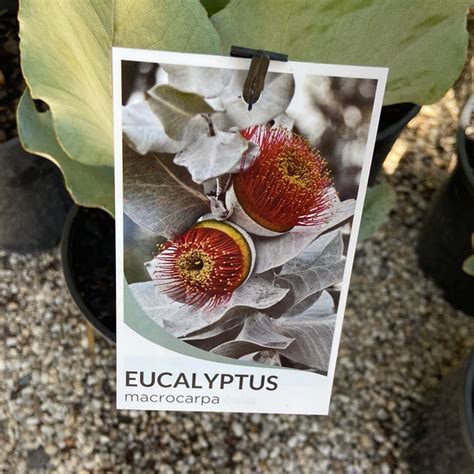 Eucalyptus Macrocarpa 140mm Great Ocean Road Nursery Abn 61 907 322 965