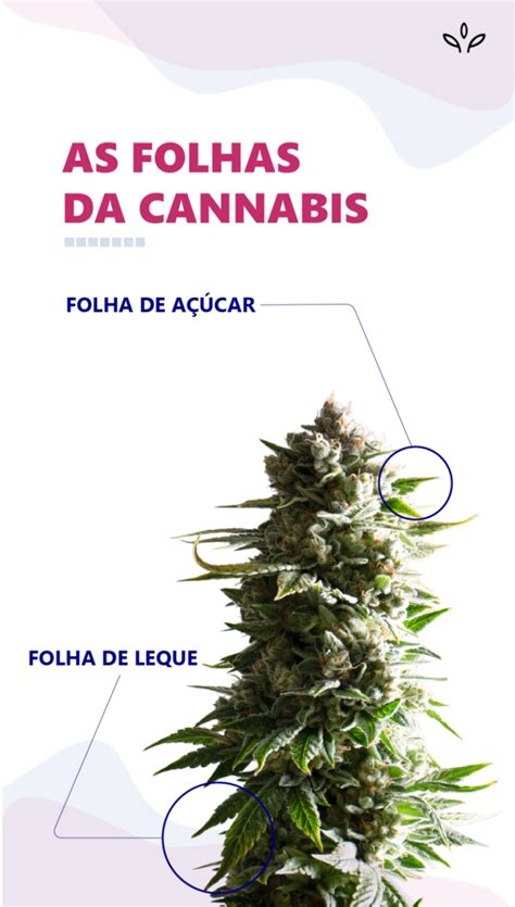 Folhas Da Cannabis Benefícios E Como Utilizar
