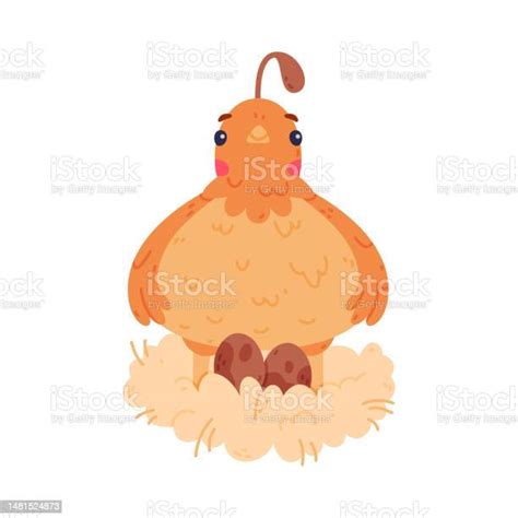 볏과 깃털이 있는 메추라기 새는 계란 벡터 일러스트 레이 션과 함께 둥지에 앉아 가금류에 대한 스톡 벡터 아트 및 기타 이미지 가금류 갈색 개념 Istock