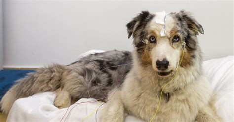 Los Perros Asocian Palabras Con Objetos Igual Que Los Humanos Según Un