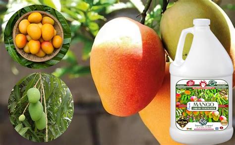 Sansar Green® Mango Flower Fertilizer For Getting Maximizing Flower In