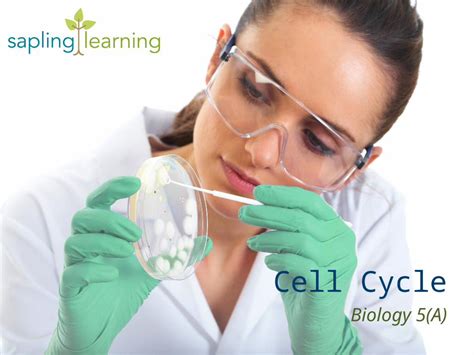 Ppt Cell Cycle Biology 5a Learning Objectives Describe The Stages Of The Cell Cycle