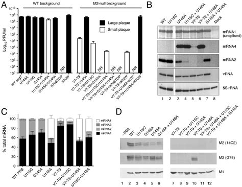 Genetic And Biochemical Evidence For Pseudoreversion Through