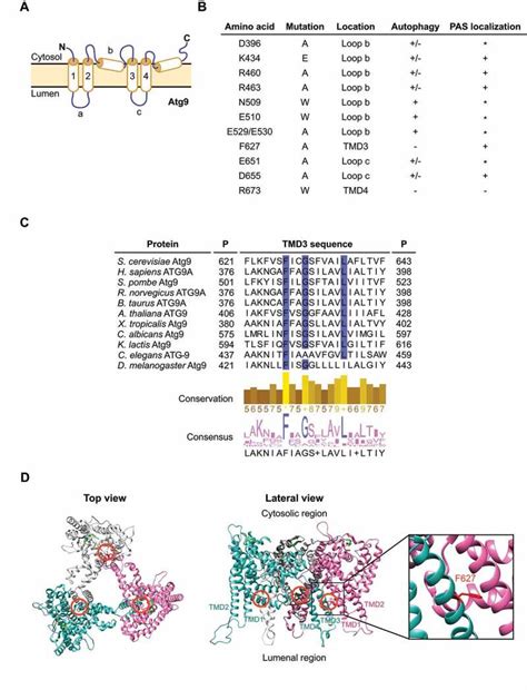 Atg9 Interactions Via Its Transmembrane Domains Are Required For Phagophore Expansion During