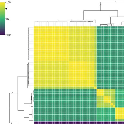 Reciprocal Comparisons Of The Average Nucleotide Identity ANI Values