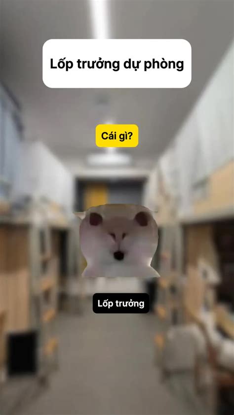 Lốp Trưởng Memes Funny Haihuoc Catmeme Cat Lười Nhưng Có Lý Do