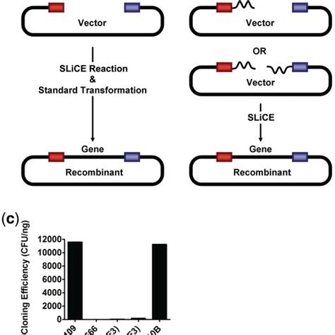 Slice Cloning A Outline Of Slice Cloning B Schematic Illustrating