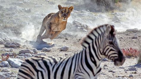 Evolutionary Race As Predators Hunt Prey