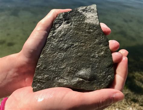 Found On The Shores Of Vancouver Island More Specifically Russel Island I Dont Know Much