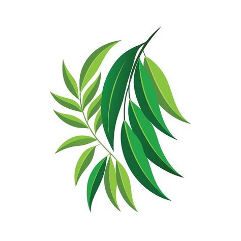 Eucalyptus Leaves Healthy Vector Art Icons And Graphics For Free Download