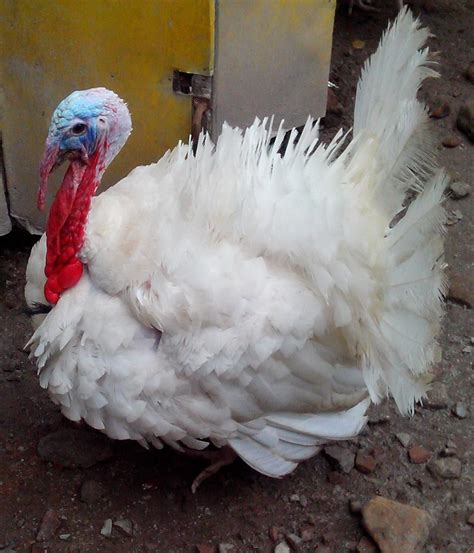 Tahapan Dalam Usaha Berternak Ayam Kalkun